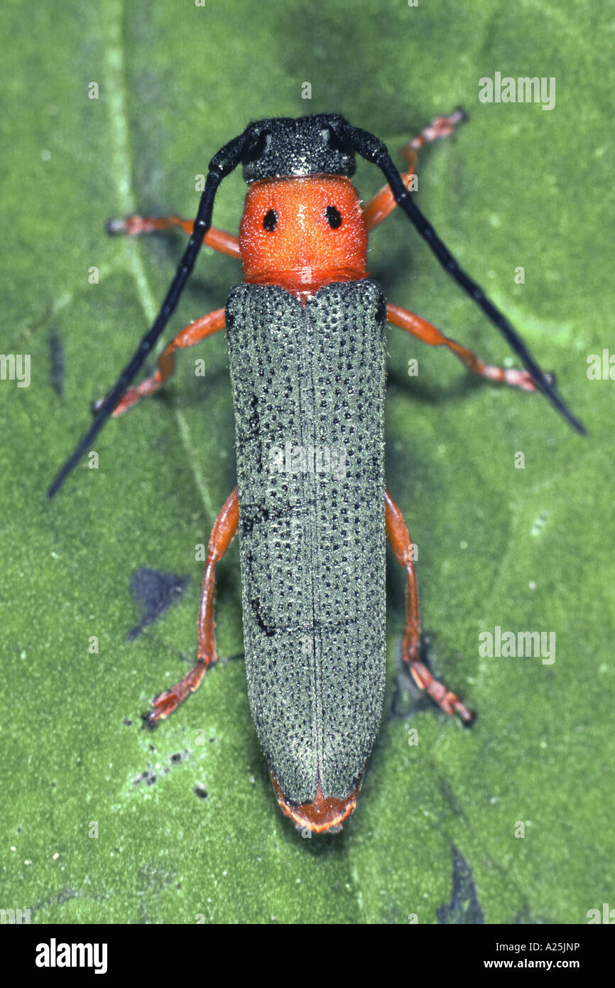 eyed longhorn beetle (Oberea oculata), imago Stock Photo - Alamy