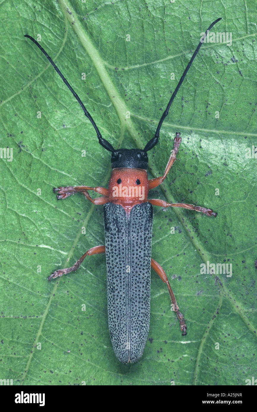 eyed longhorn beetle (Oberea oculata), imago Stock Photo - Alamy