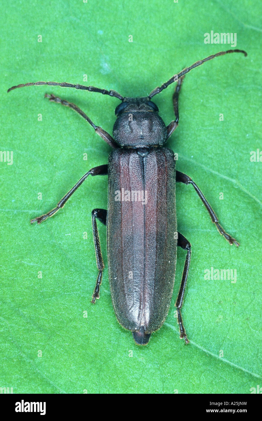 rusty longhorn beetle (Criocephalus rusticus, Arhopalus rusticus ...