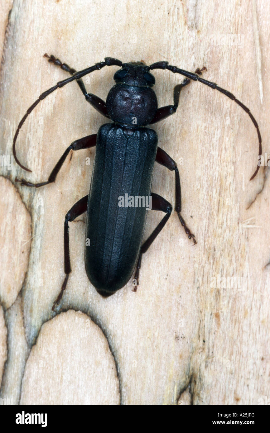 rusty longhorn beetle (Criocephalus rusticus, Arhopalus rusticus ...