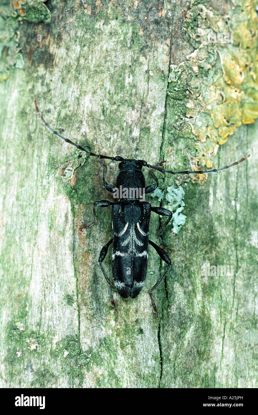 longhorn beetle, long-horned beetle (Anaglyptus hieroglyphicus), imago ...