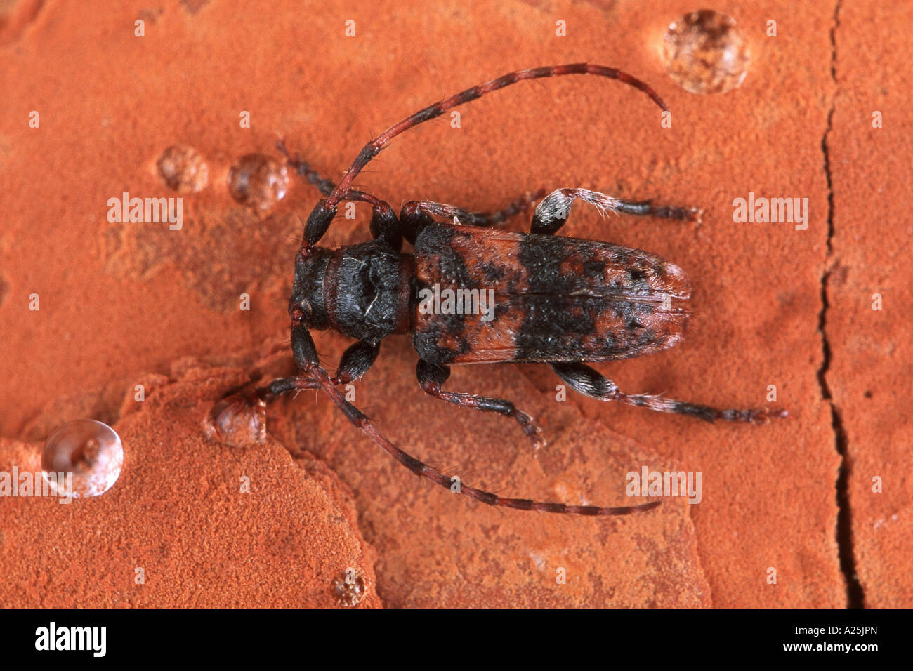 conifer-wood longhorn beetle (Pogonocherus fasciculatus), imago Stock ...