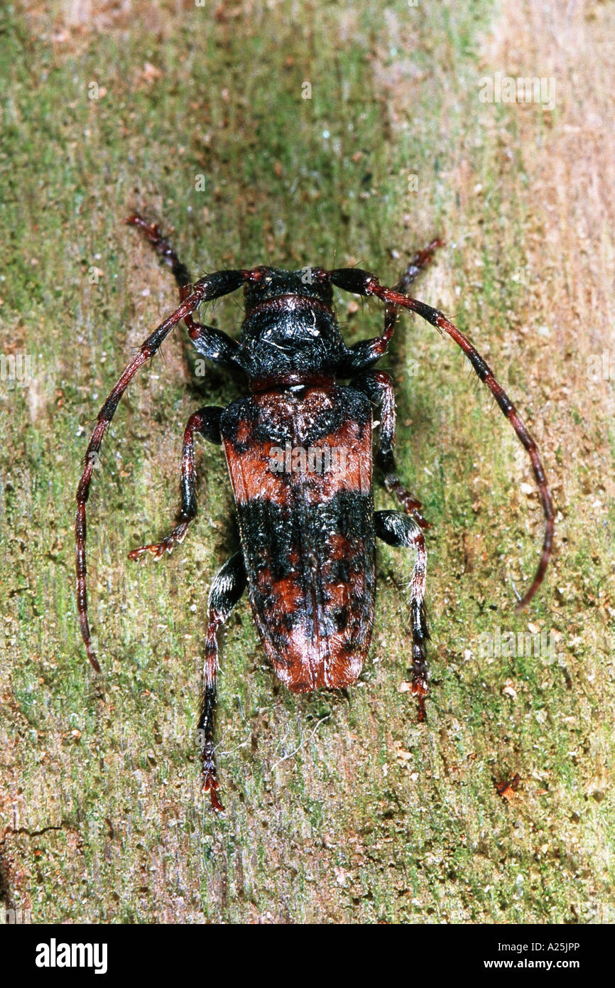 conifer-wood longhorn beetle (Pogonocherus fasciculatus), imago Stock ...