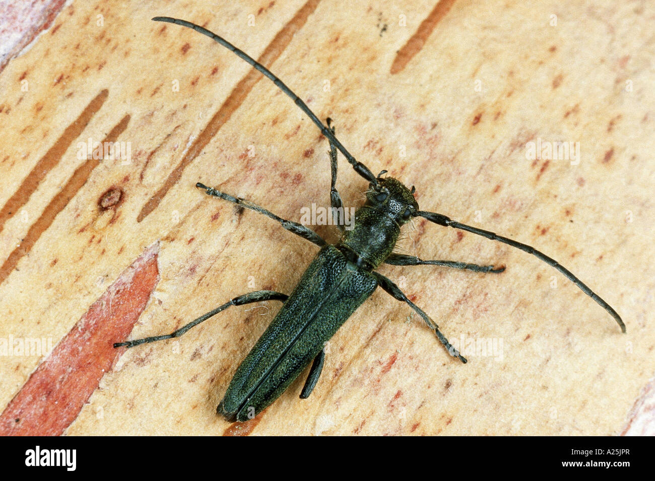 longhorn beetle, long-horned beetle (Phytoecia coerulescens), imago ...