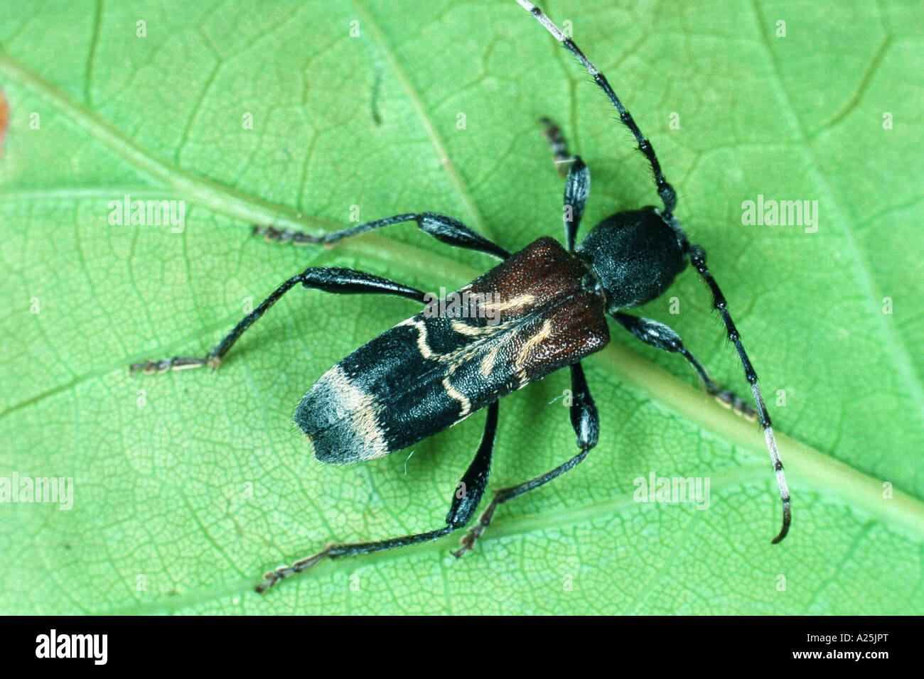 grey-coated longhorn beetle (Anaglyptus mysticus), imago Stock Photo ...