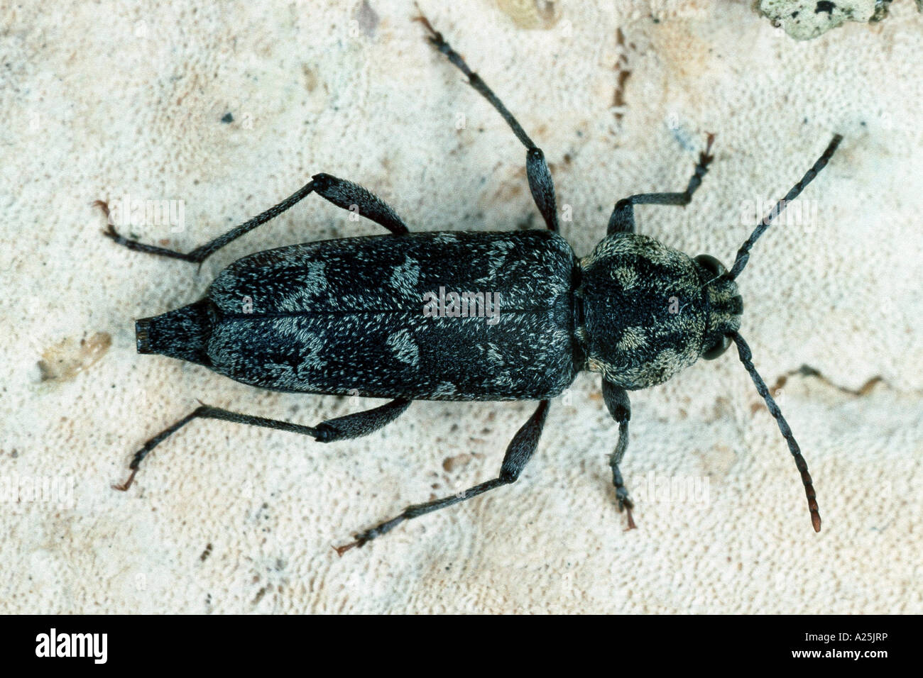 rustic borer (longhorn beetle) (Xylotrechus rusticus), imago Stock ...