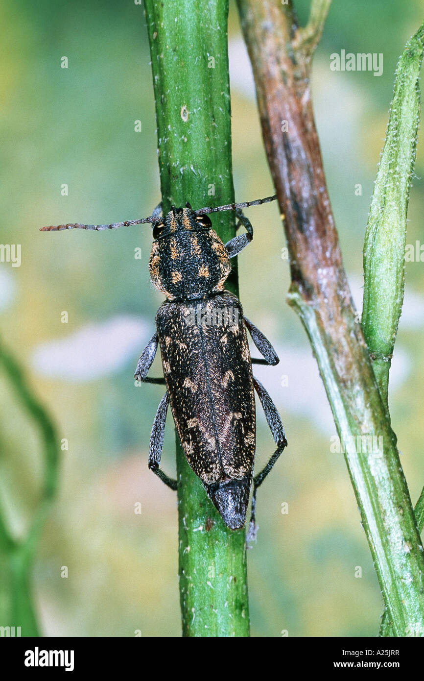 rustic borer (longhorn beetle) (Xylotrechus rusticus), imago Stock ...
