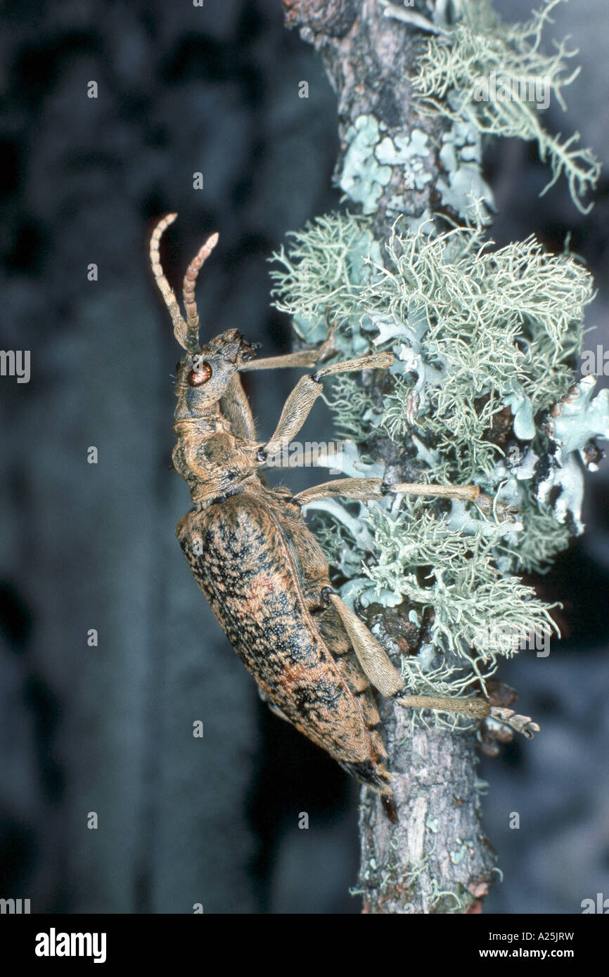 longhorn beetle, long-horned beetle (Rhagium sycophanta), imago Stock ...