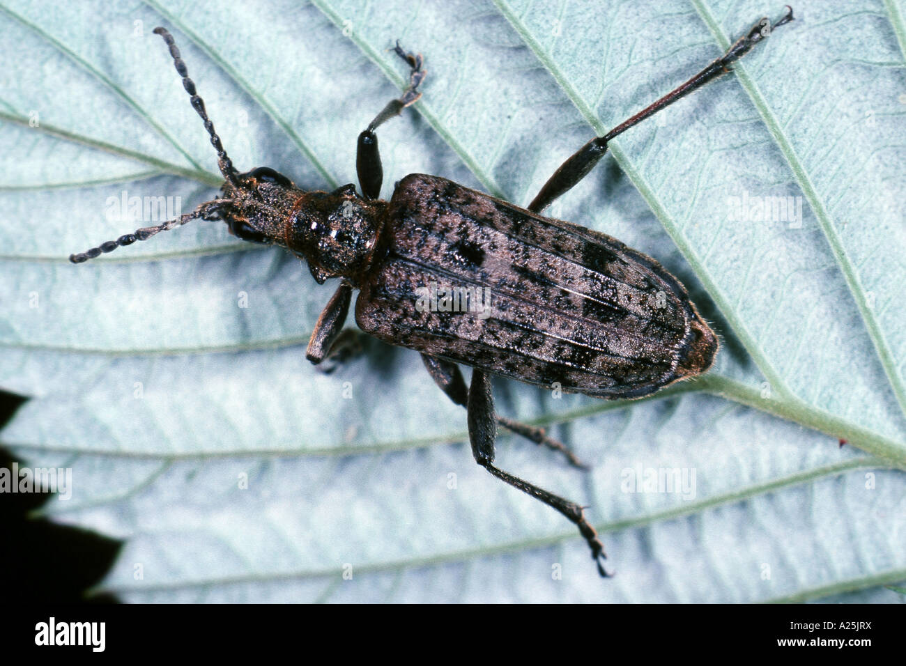 longhorn beetle, long-horned beetle (Rhagium inquisitor), imago Stock ...