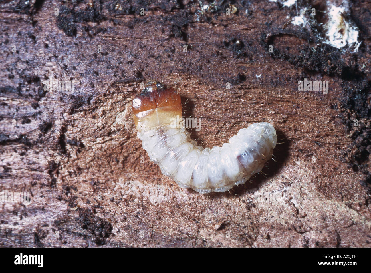 longhorn beetle, long-horned beetle (Rhagium spec.), larva Stock Photo ...