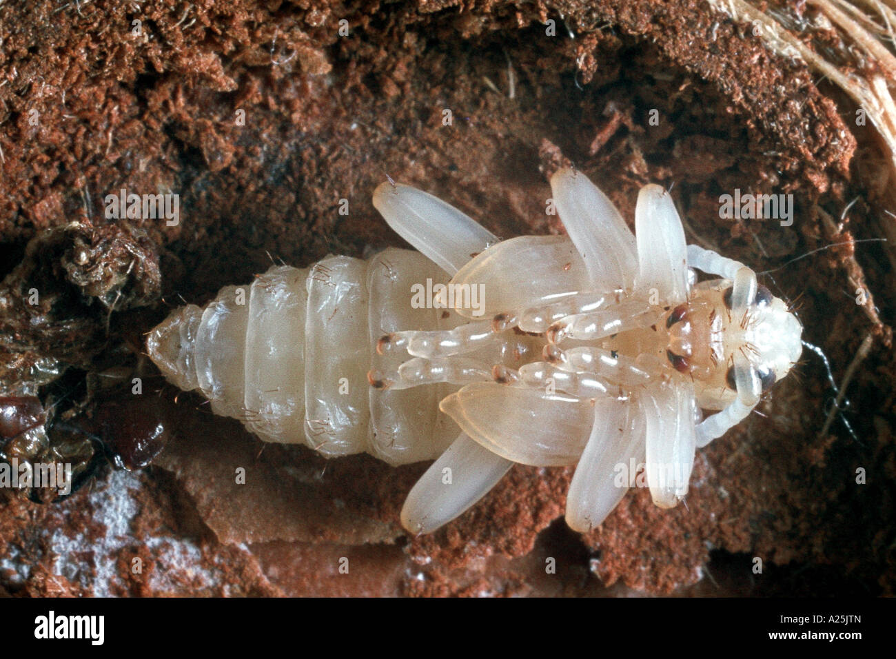 Longhorn beetle pupa hi-res stock photography and images - Alamy