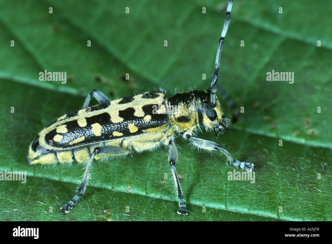 scalar longhorn beetle (Saperda scalaris), imago Stock Photo - Alamy