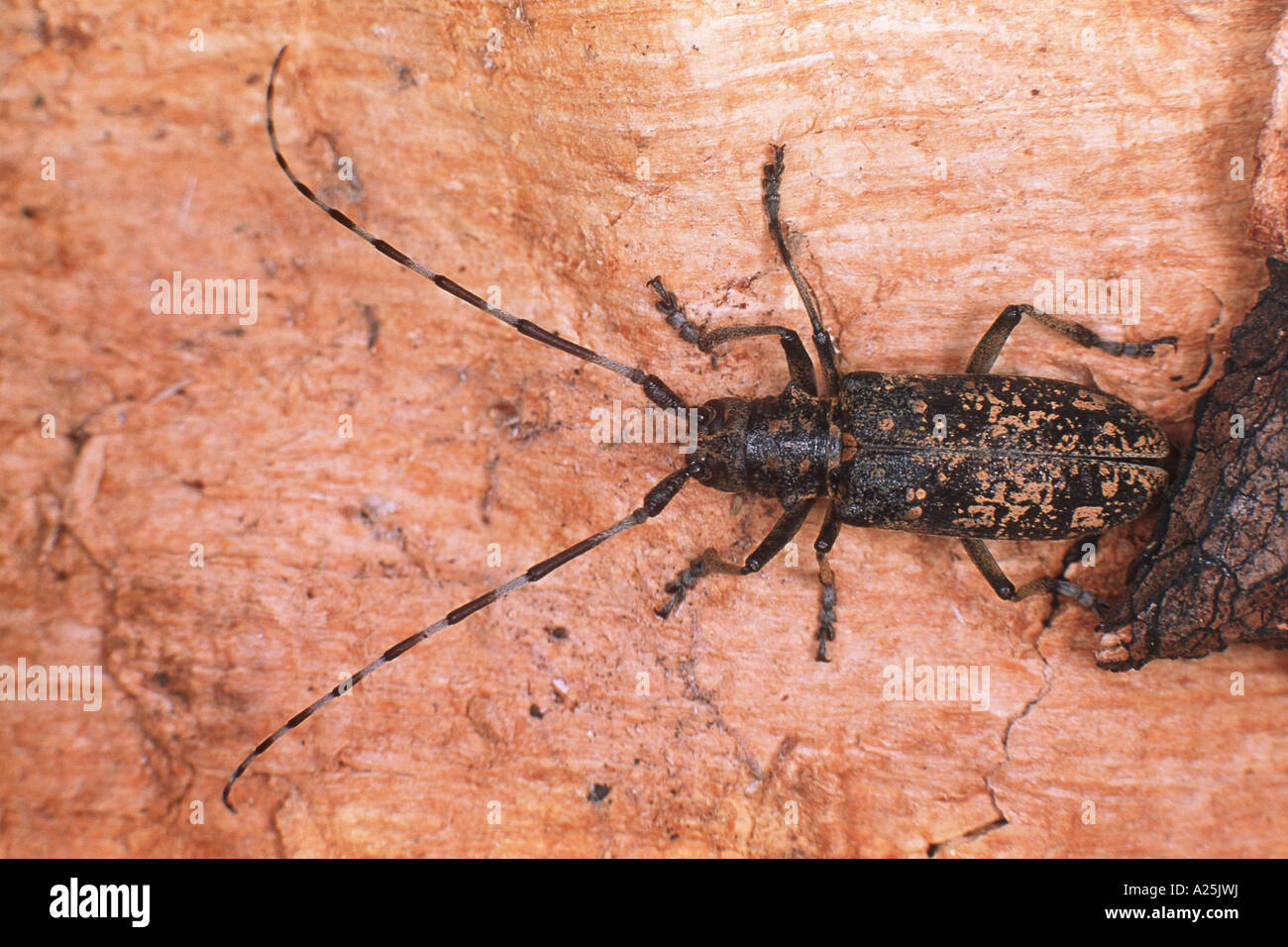 Long horned beetle monochamus hi-res stock photography and images - Alamy