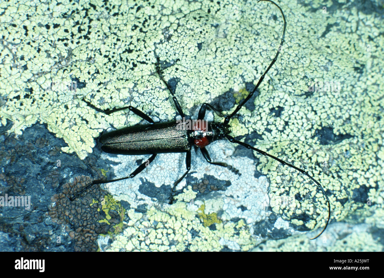 musk beetle (Aromia moschata), imago Stock Photo - Alamy
