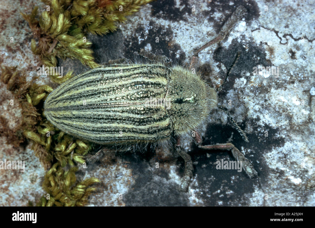 metallic wood boring beetle (Julodis onopordi), imago Stock Photo - Alamy