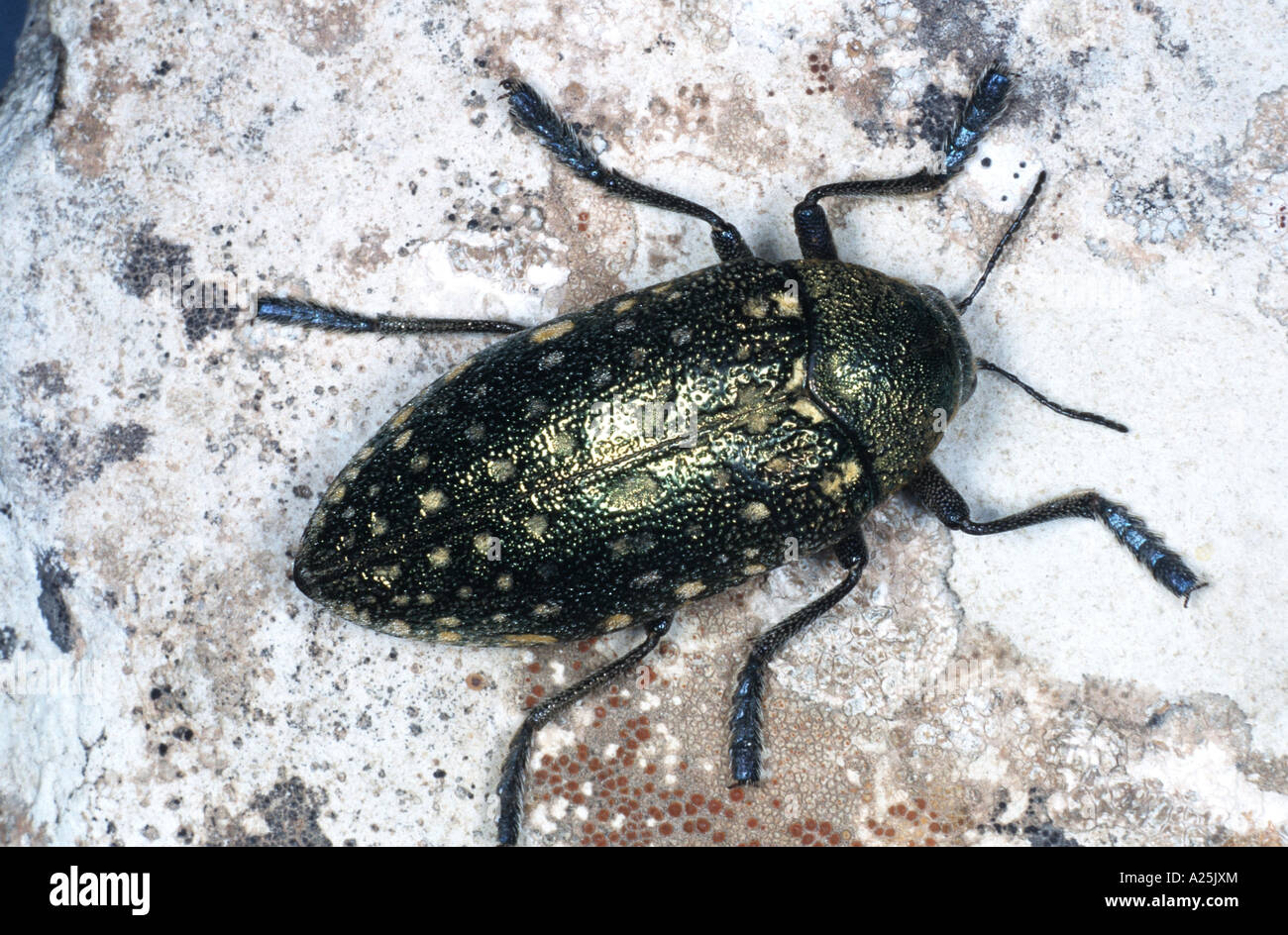metallic wood boring beetle (Julodis aequinoctialis), imago Stock Photo ...