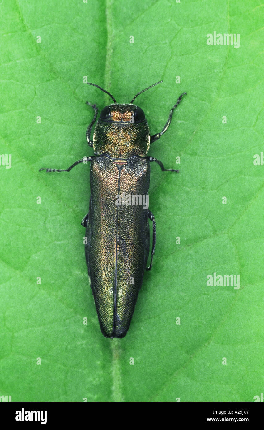 twospotted oak borer (Agrilus biguttatus), imago Stock Photo - Alamy