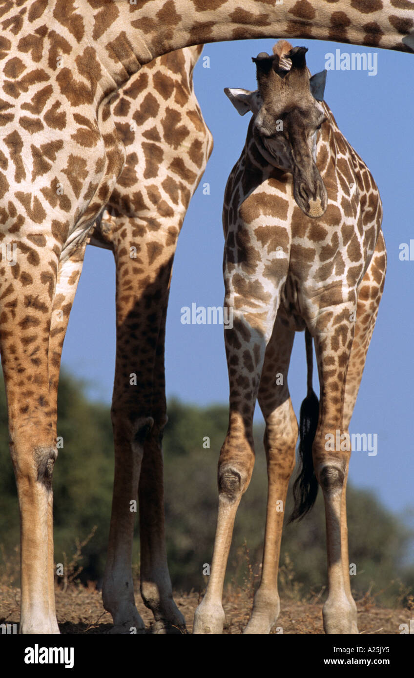 Thornycrofts giraffe hi-res stock photography and images - Alamy