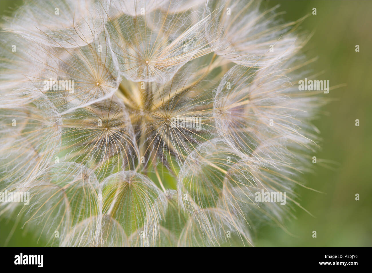 Goat's beard seed head clock late summer UK Stock Photo - Alamy