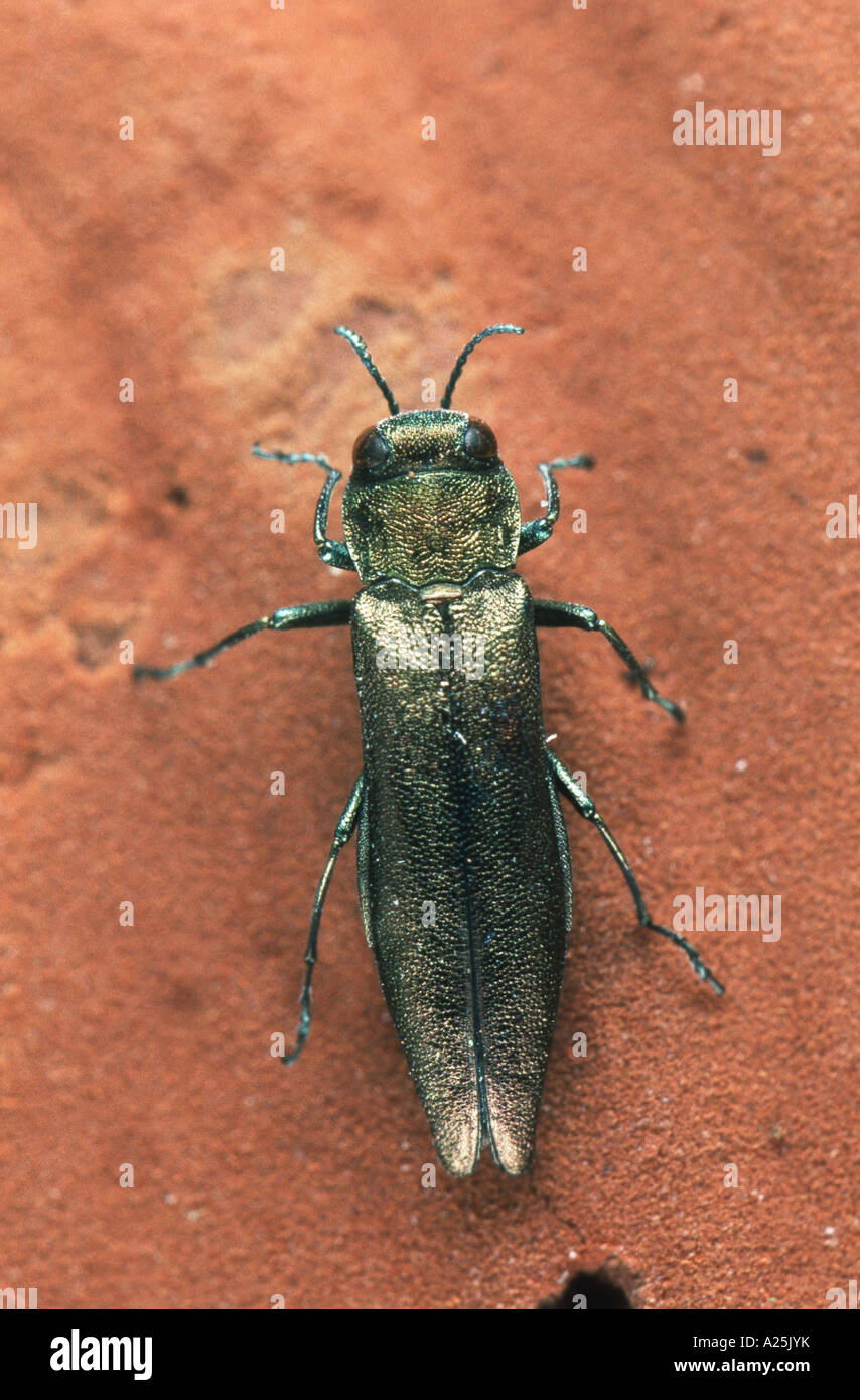 Agrilus viridis hi-res stock photography and images - Alamy
