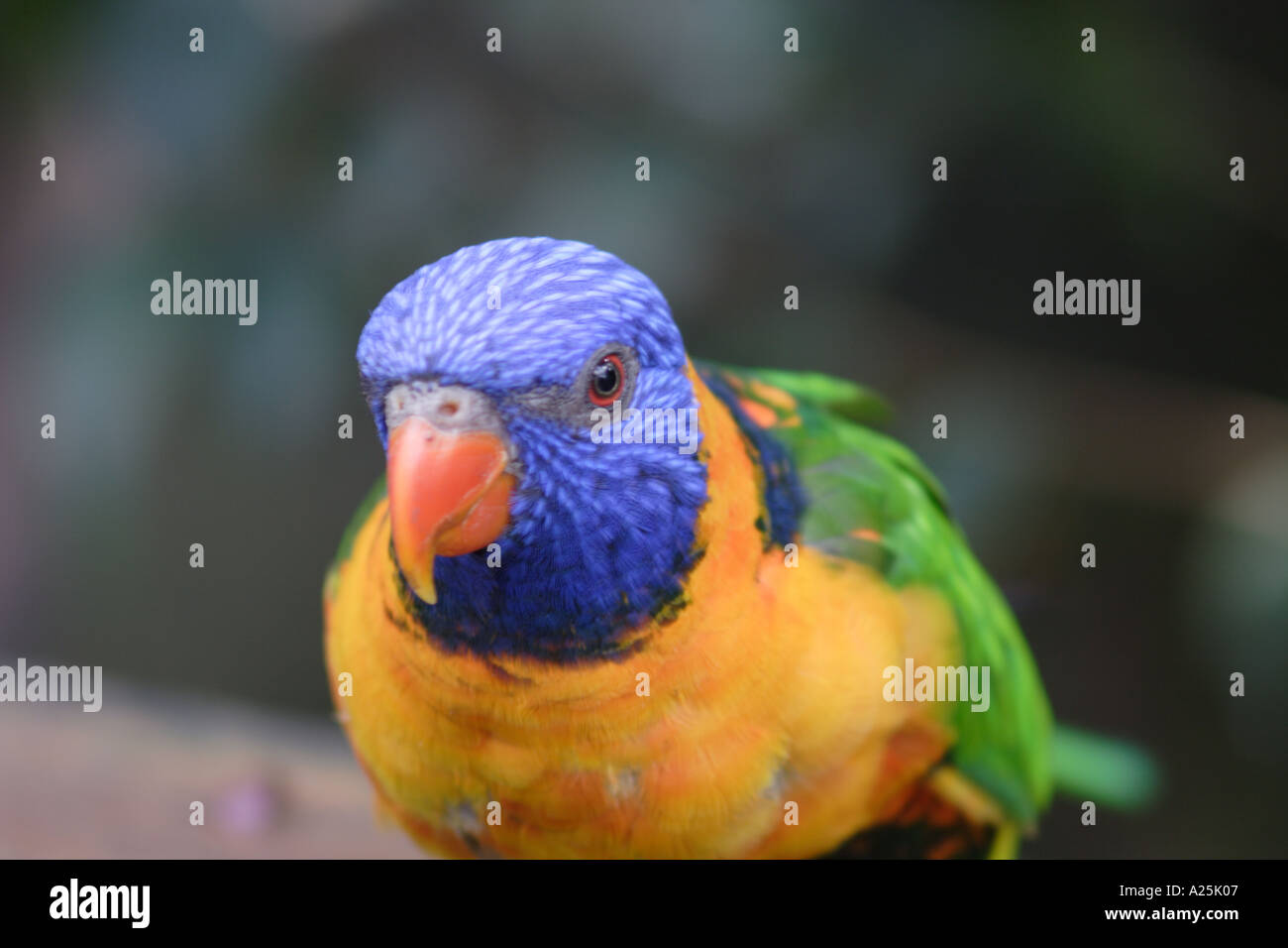 PARROT ROSELLA LORIKEET Stock Photo - Alamy