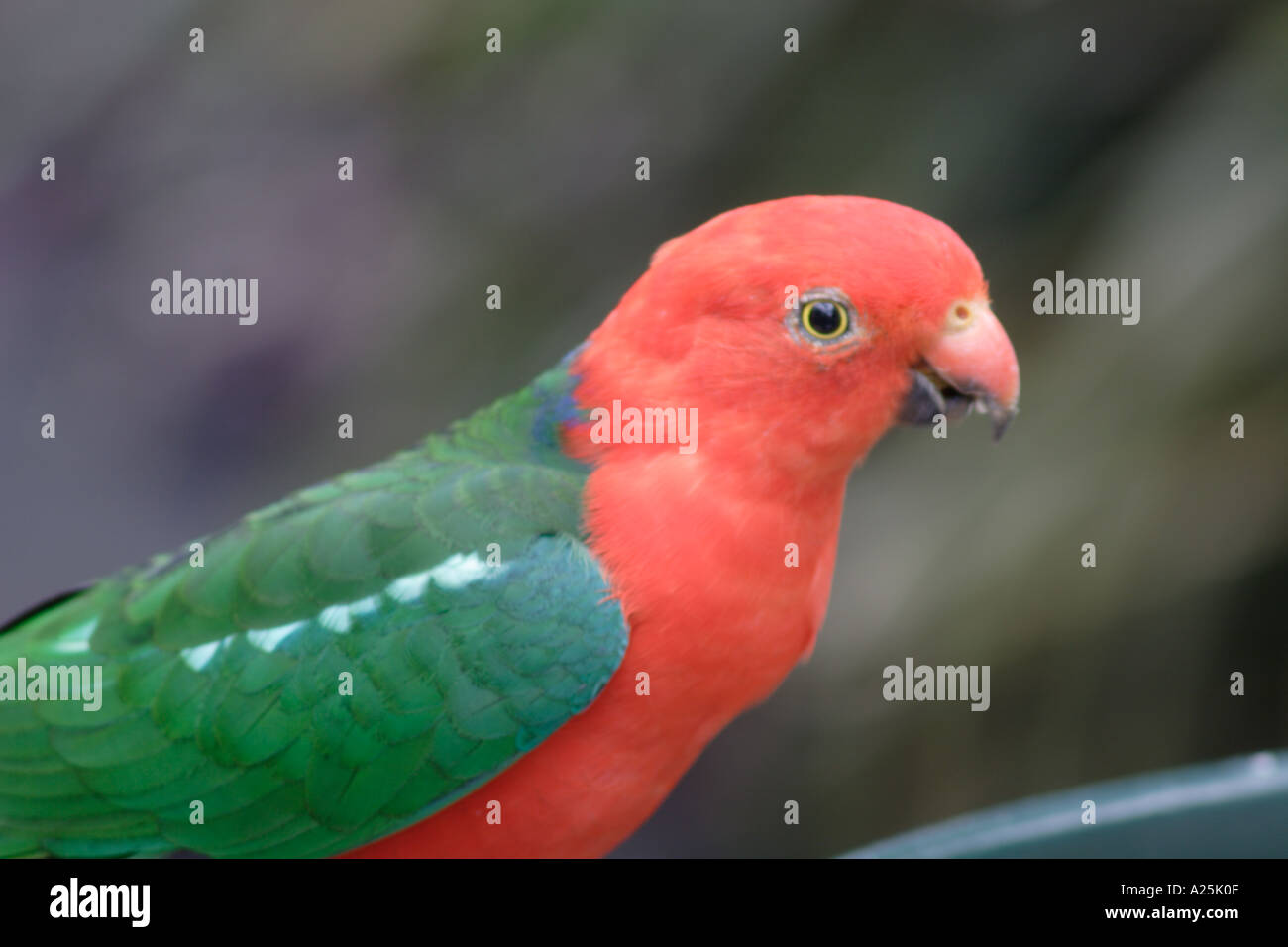 Trichoglossus rubritorquis hi-res stock photography and images - Alamy