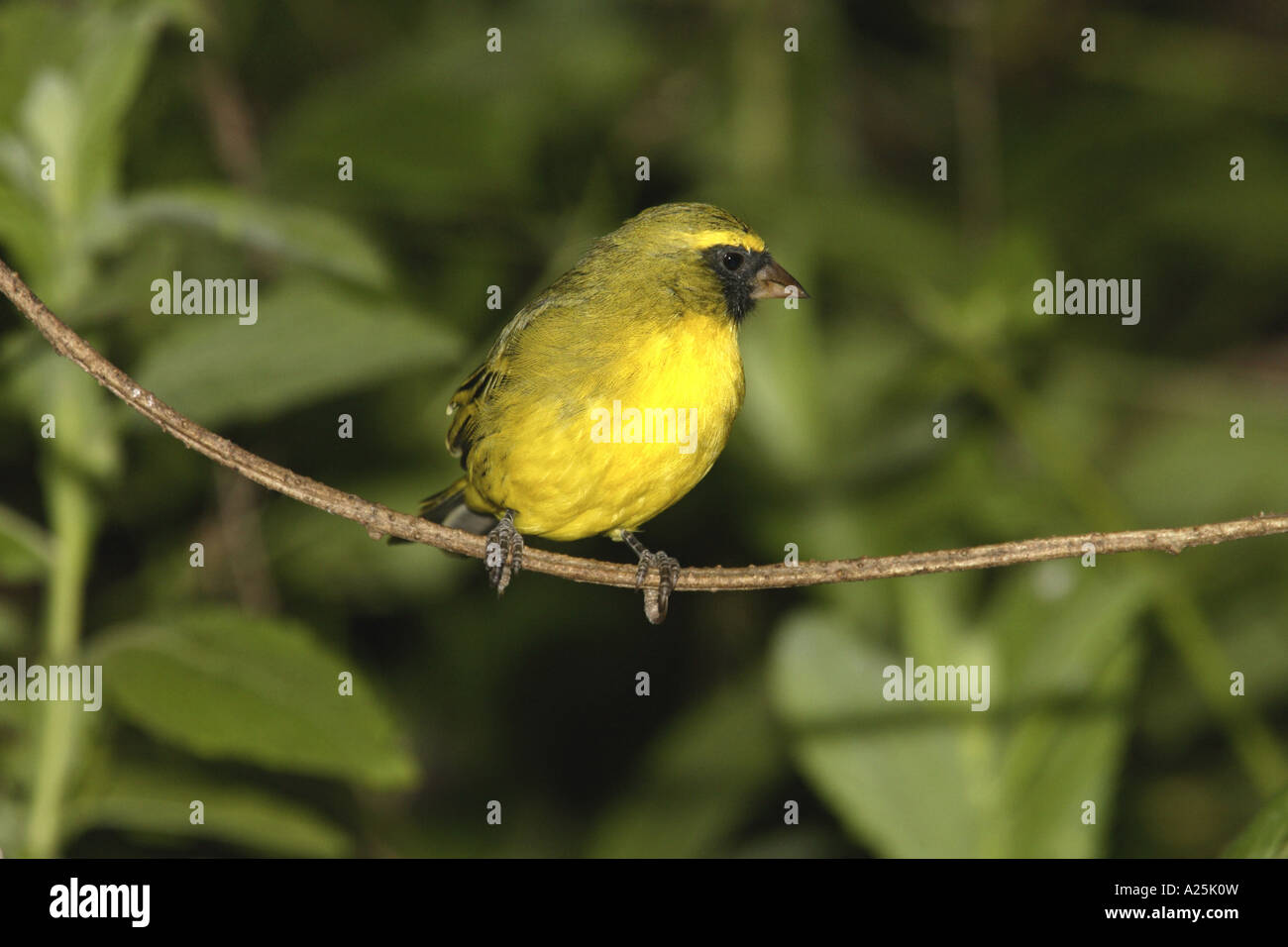 Bully Canary High Resolution Stock Photography and Images - Alamy