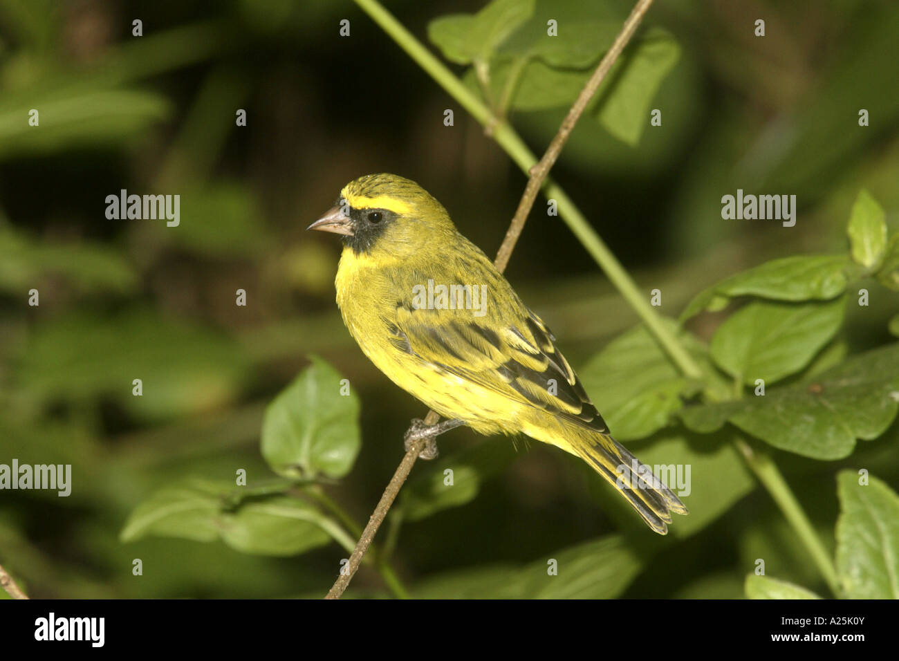brimstone canary, bully canary (Serinus sulphuratus), sitting on a twig ...