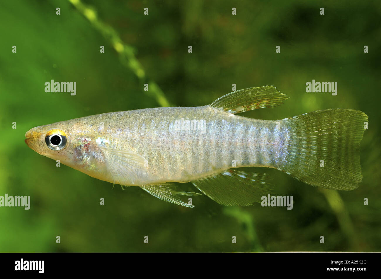 Pupfishes hi-res stock photography and images - Alamy