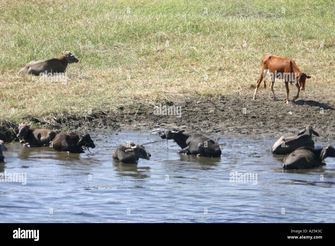 Bathing cattle hi-res stock photography and images - Alamy