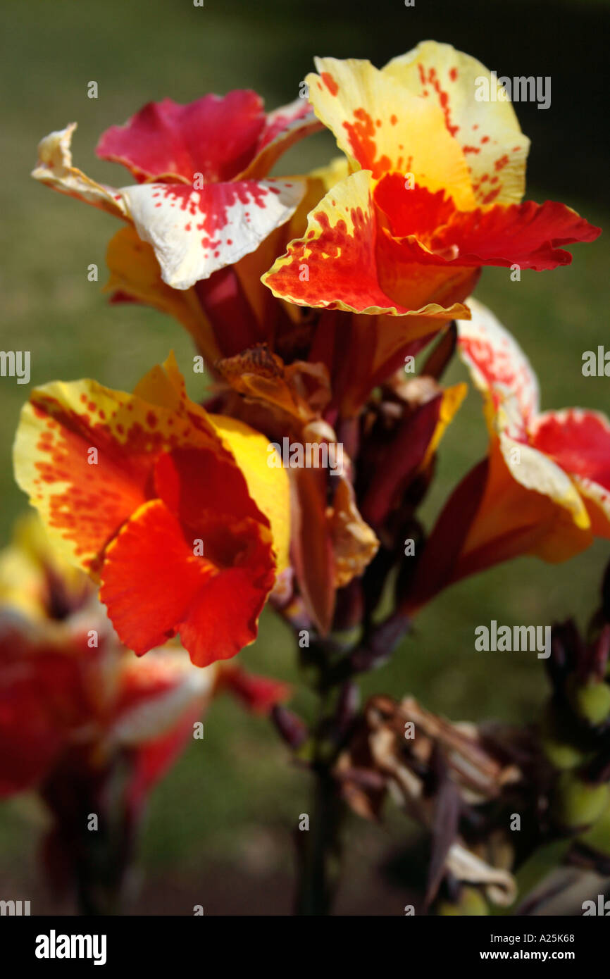 Canna flower white hi-res stock photography and images - Alamy