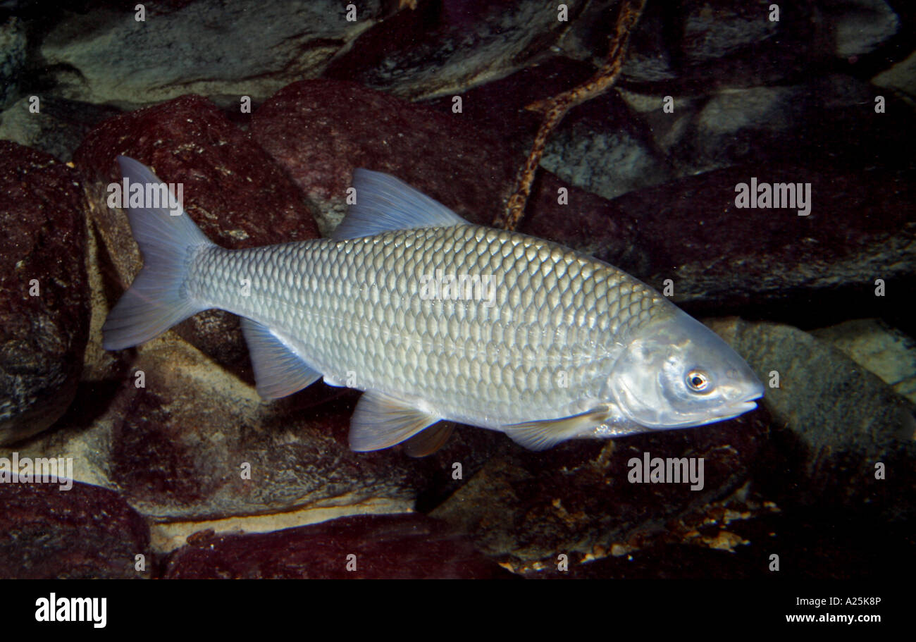 Rutilus pigus virgo hi-res stock photography and images - Alamy