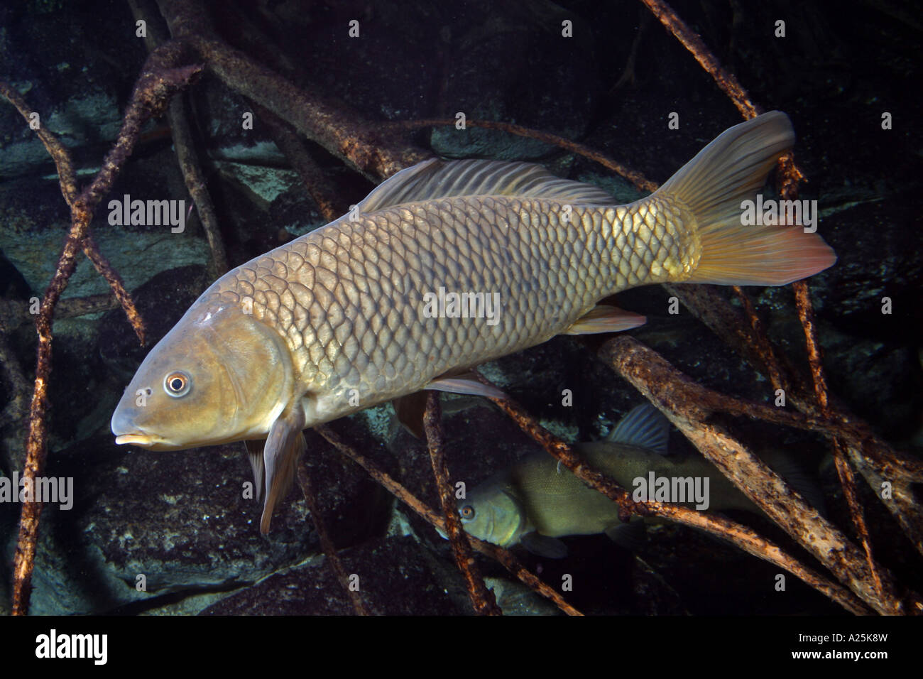 carp, common carp, European carp (Cyprinus carpio), wild form Stock ...