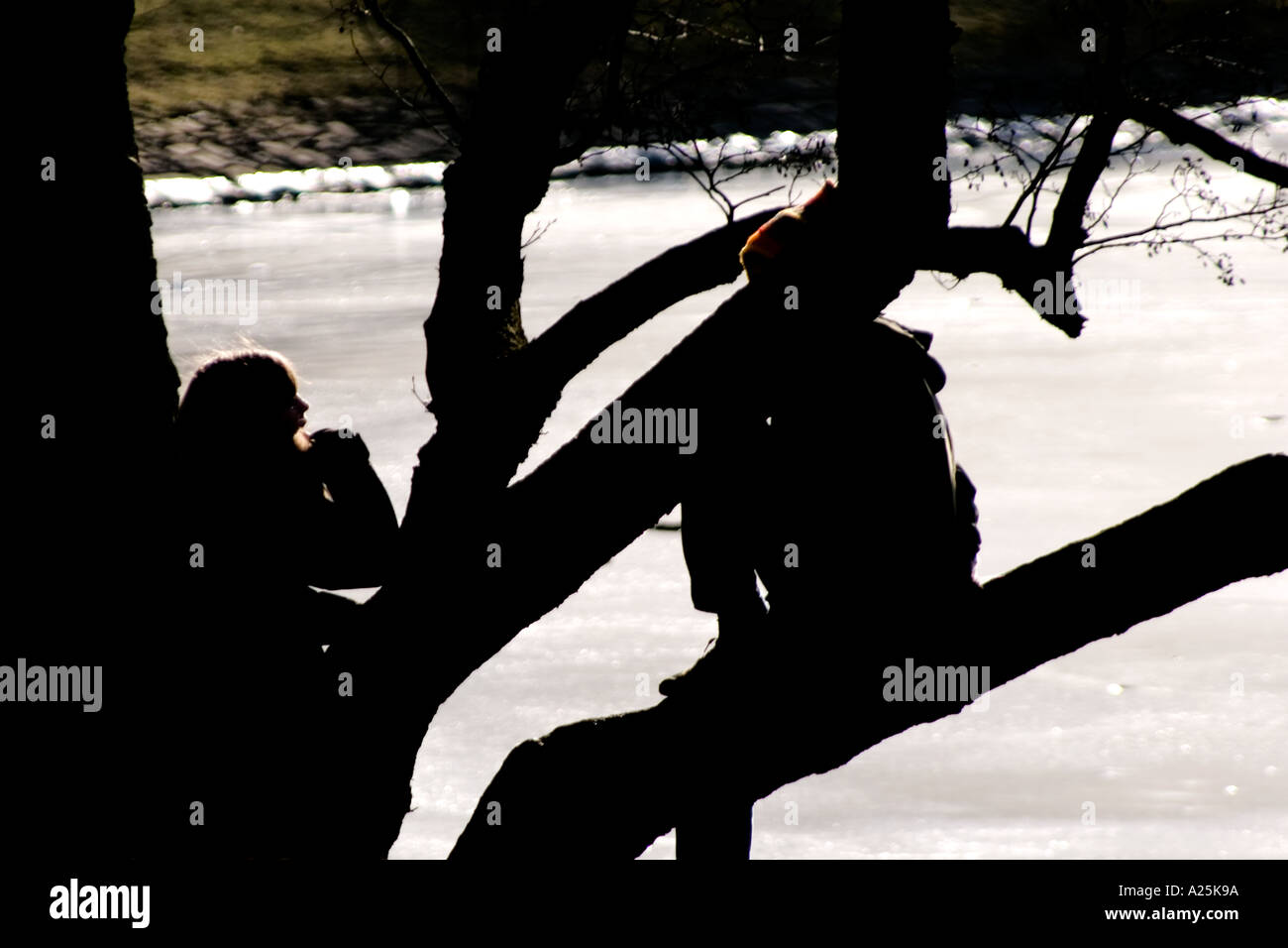 Black tree silouhette hi-res stock photography and images - Alamy