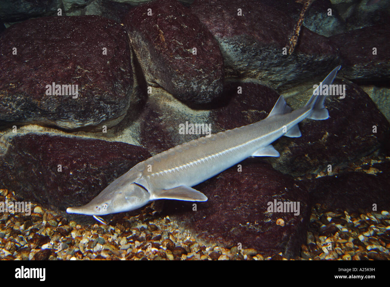 sterlet, Siberian sterlet (Acipenser ruthenus Stock Photo - Alamy