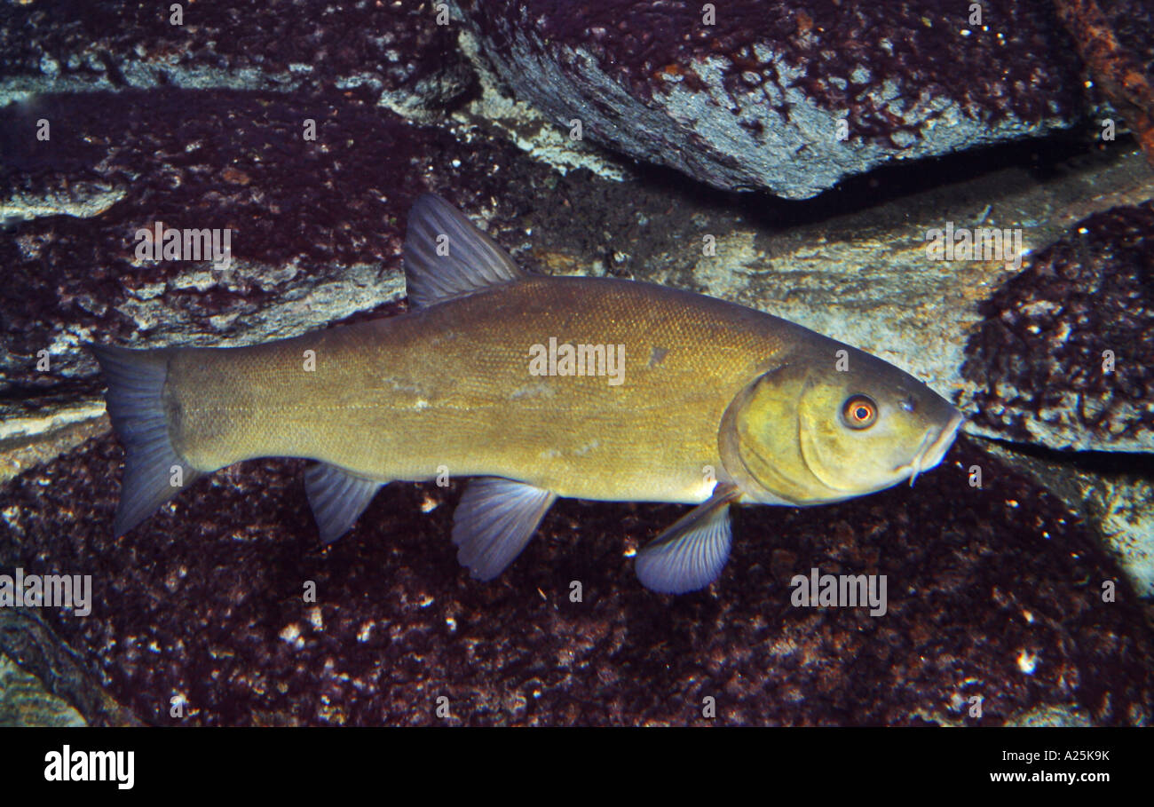 tench (Tinca tinca Stock Photo - Alamy