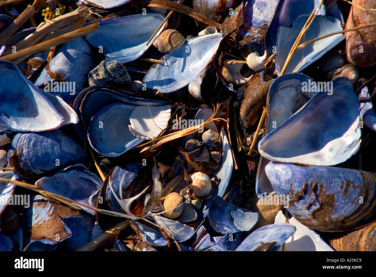 Mussel shell halves on shore Stock Photo - Alamy