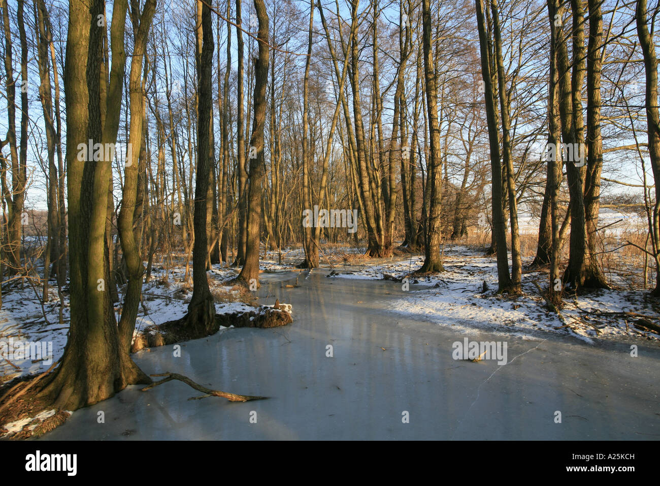 common alder, black alder, European alder (Alnus glutinosa), swamp ...