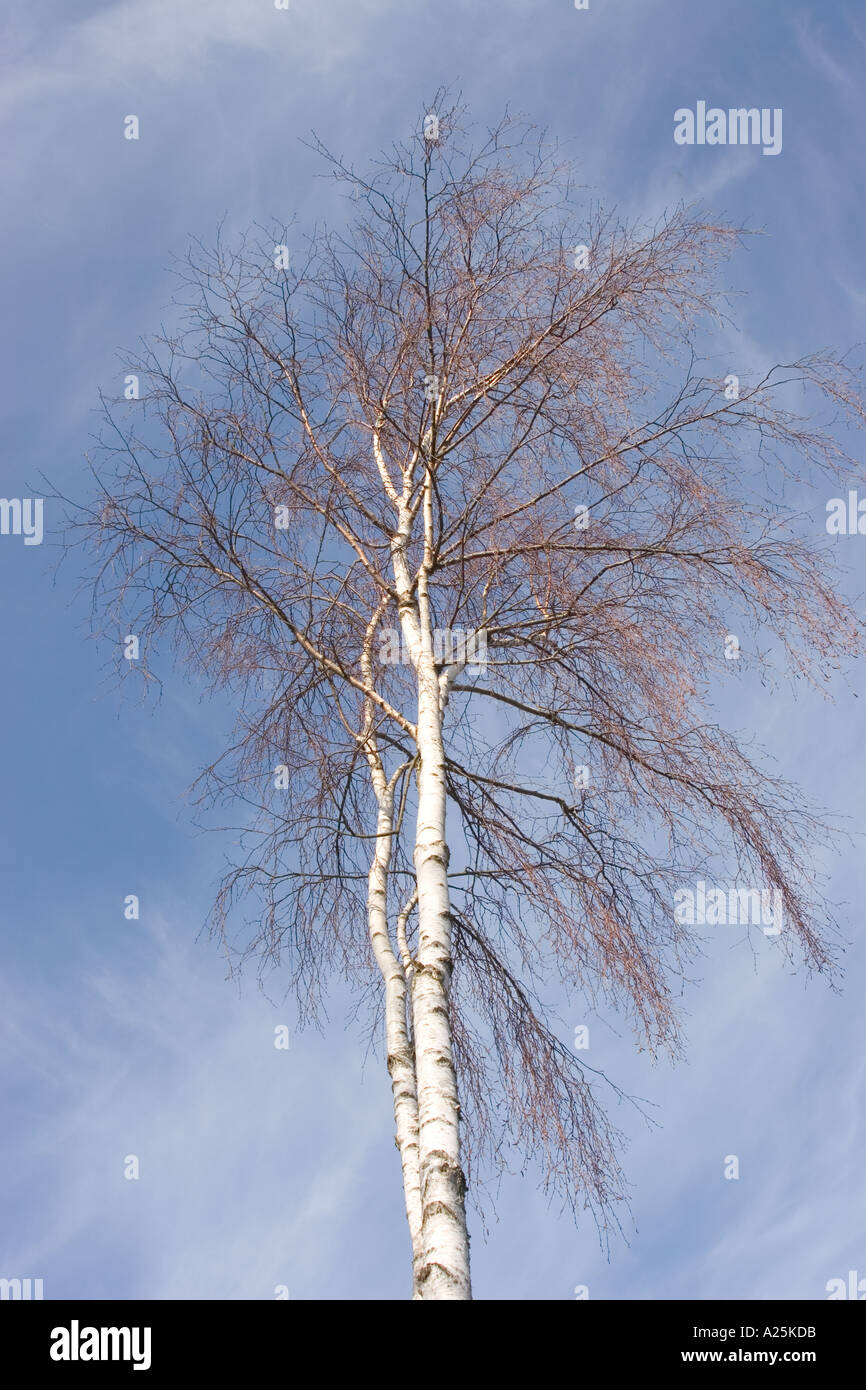 Berch blue hi-res stock photography and images - Alamy