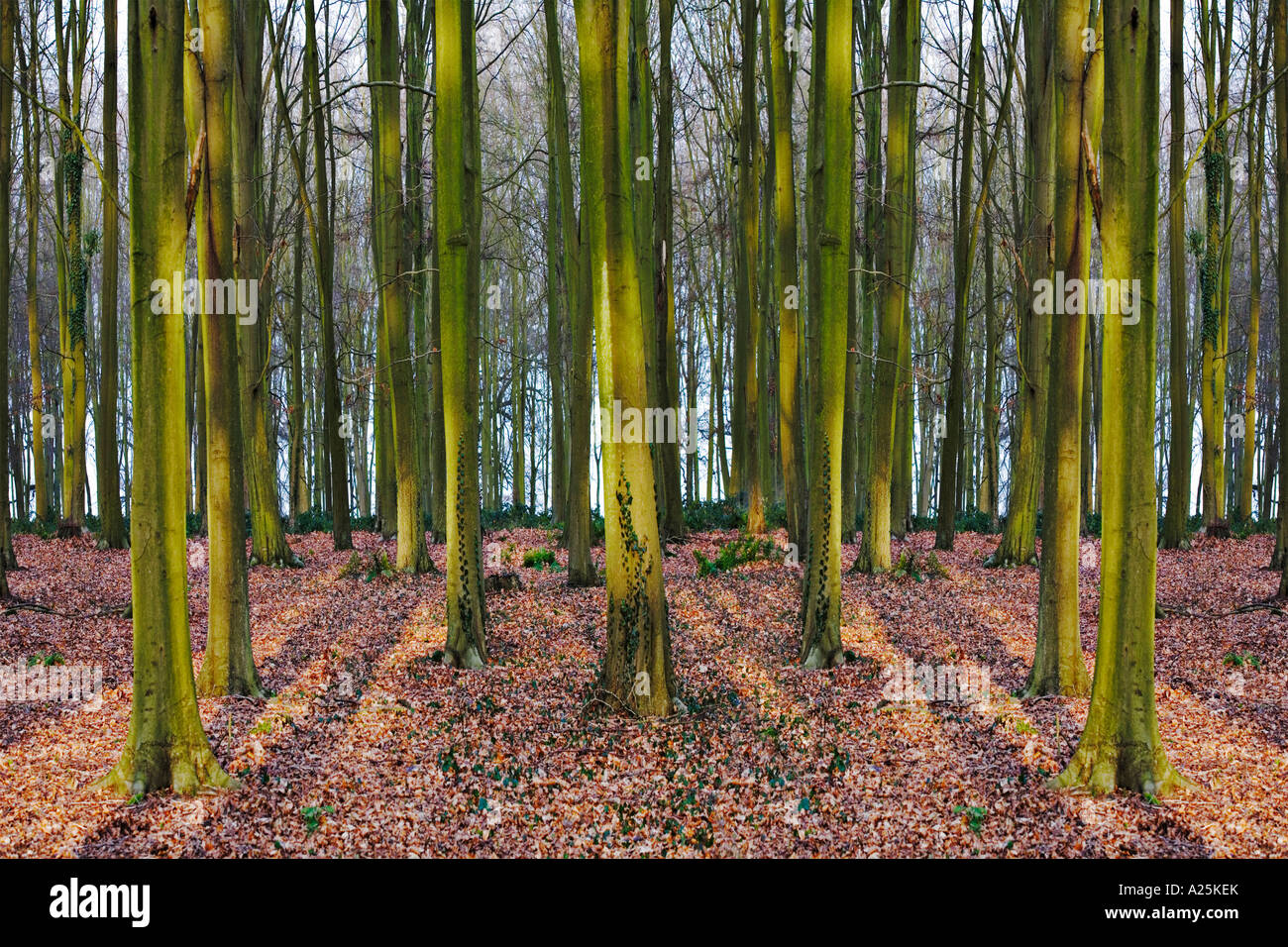symmetrical trees 2 Stock Photo - Alamy