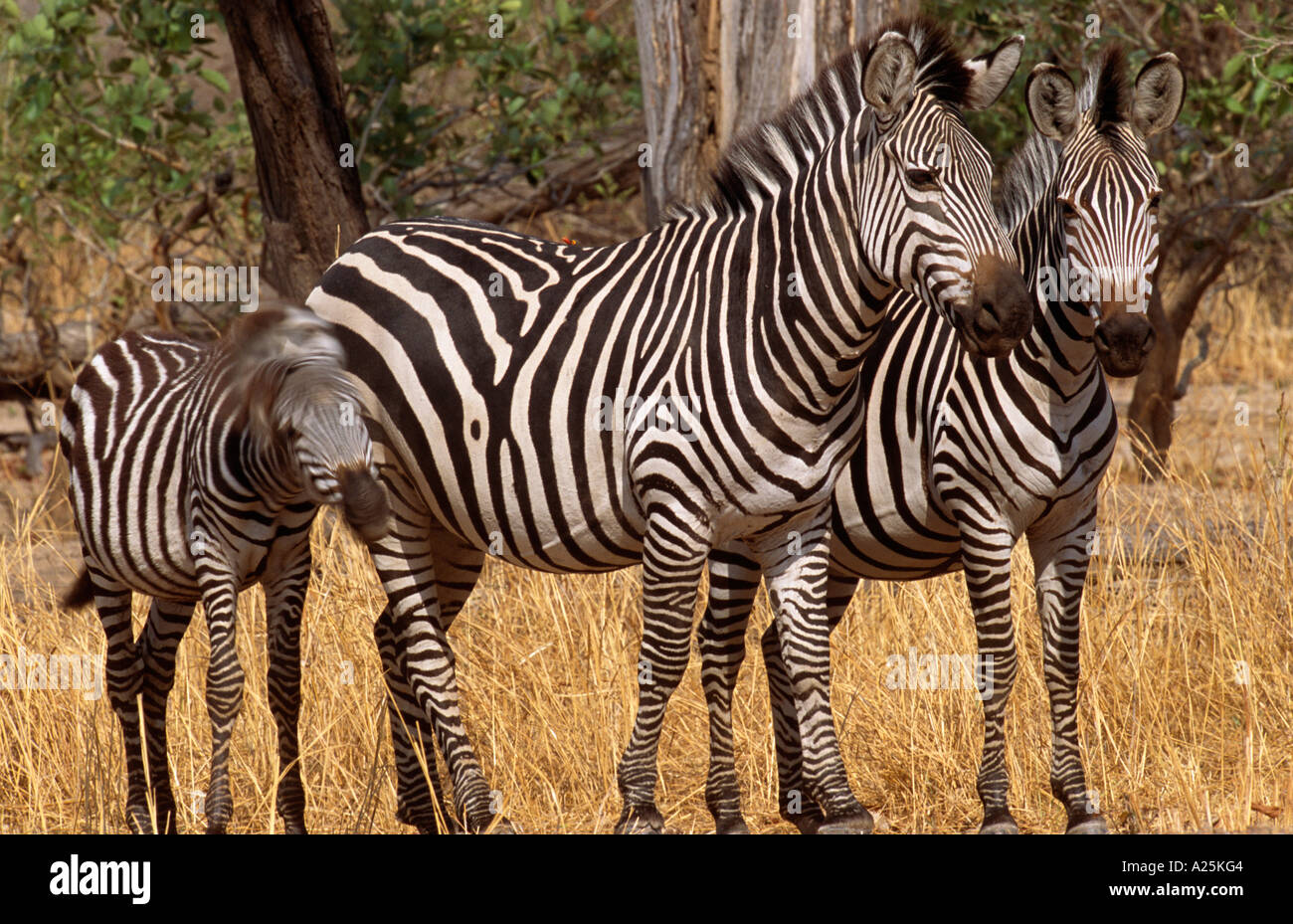 Crawshayi Zebra family. Endemic to the luangwa valley. Equus quagga ...