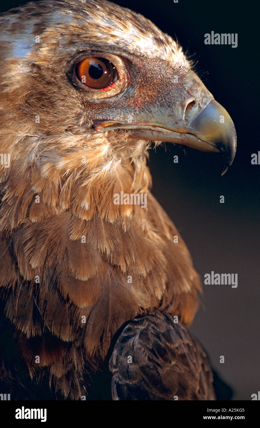 Bataleur eagles hi-res stock photography and images - Alamy