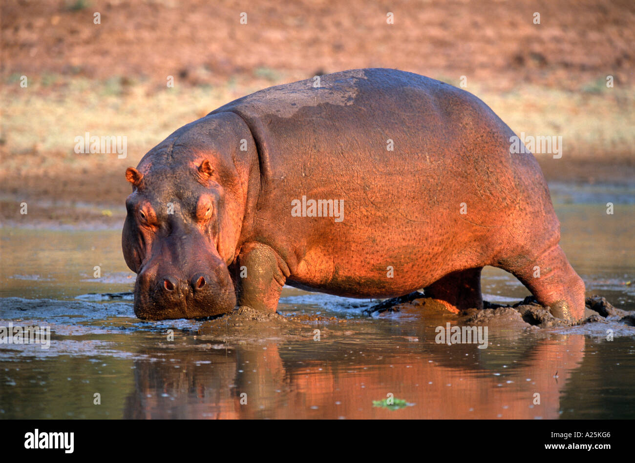 Bull Hippo in defensive pose Stock Photo - Alamy