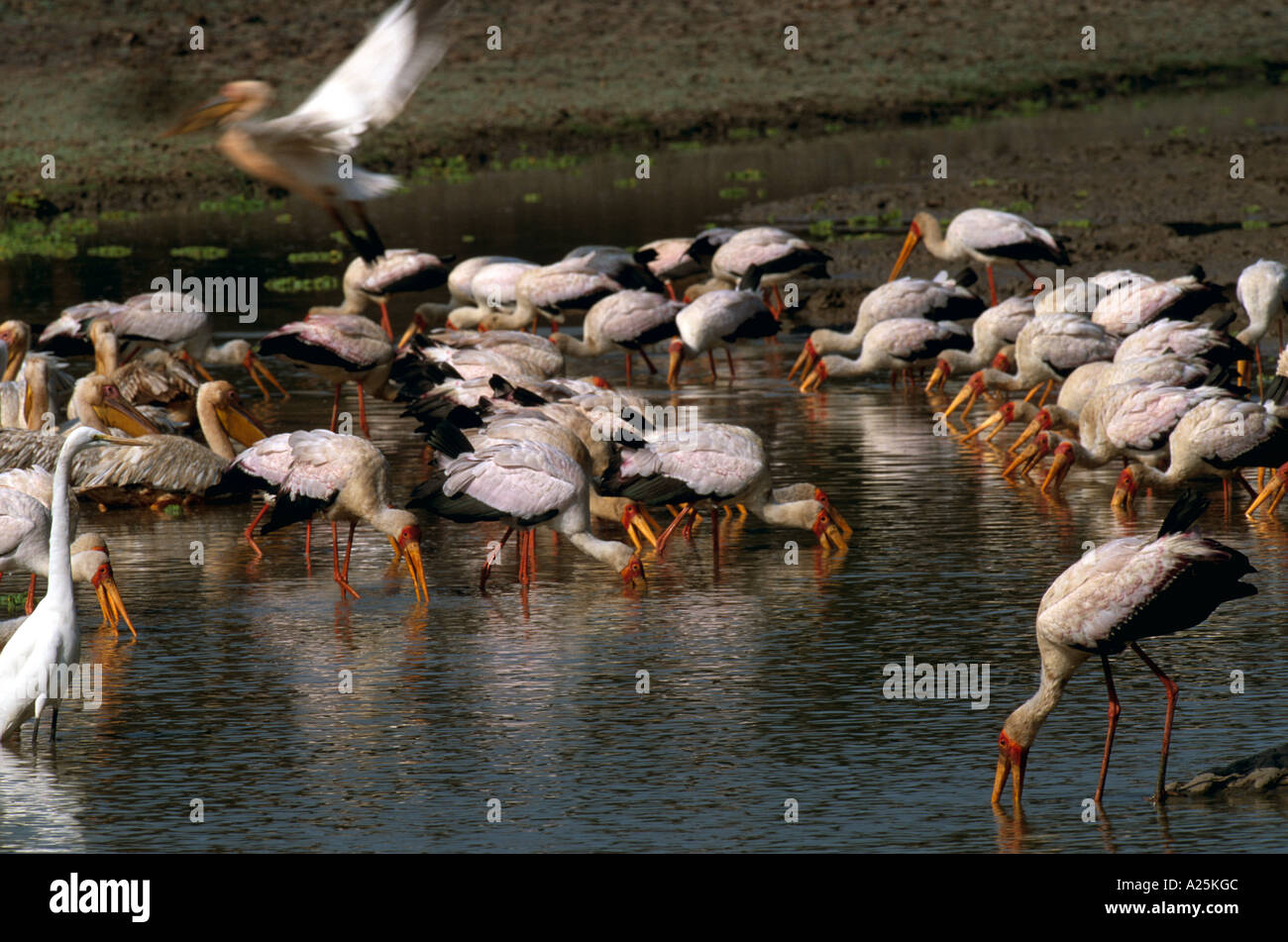 Yellow Billed storks fishing out a drying lagoon. South Luangwa Stock ...