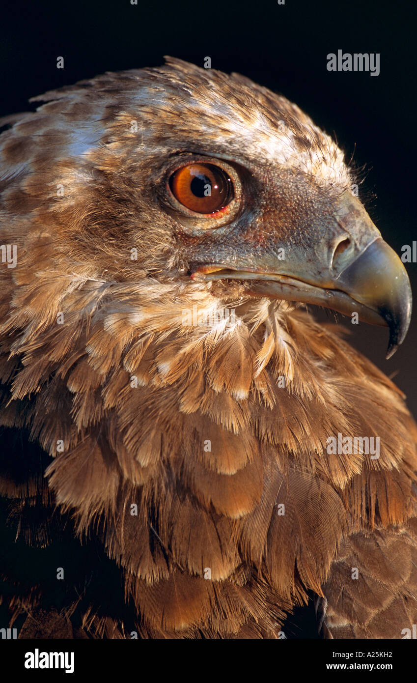 Bataleur Eagles High Resolution Stock Photography and Images - Alamy