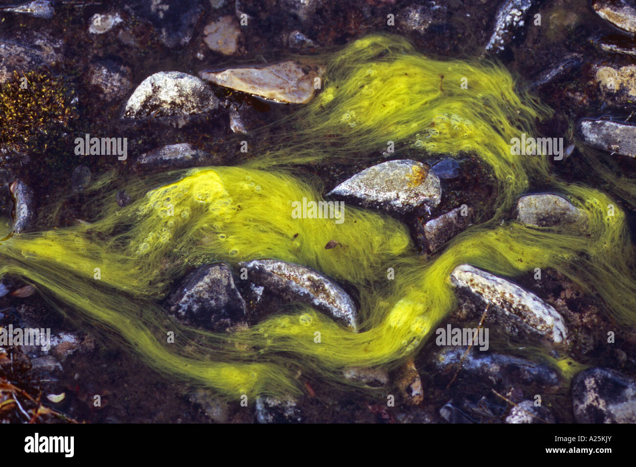 Melt water and alga at holm bugt hi-res stock photography and images ...
