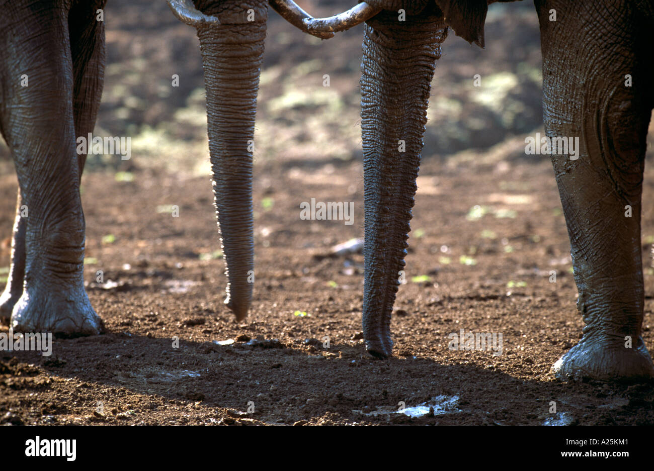 Abstract elephant greeting Stock Photo - Alamy