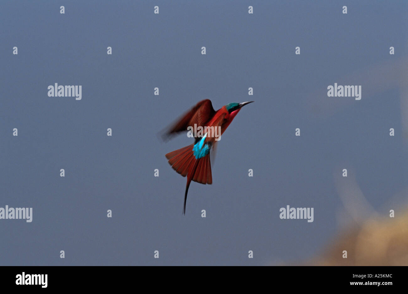 Carmine bee-eater in flight Stock Photo - Alamy