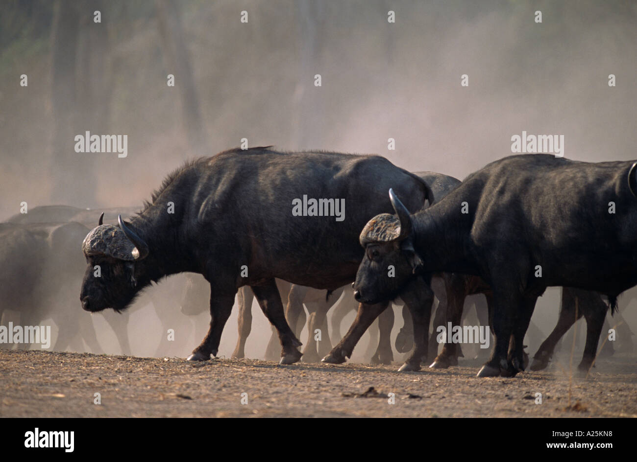 Buffalo herd on the move during the dry season. South Luangwa Stock ...