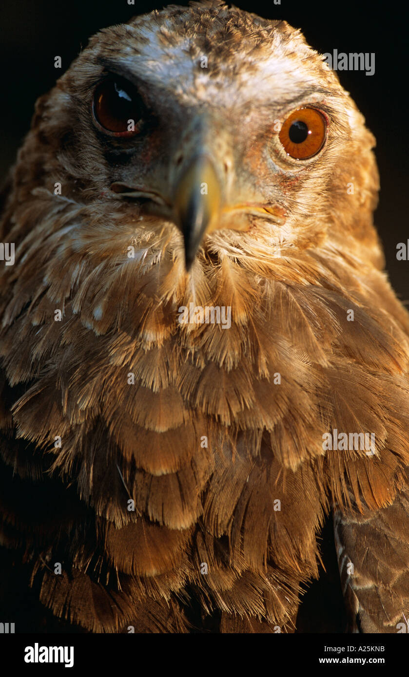 Bataleur eagles hi-res stock photography and images - Alamy